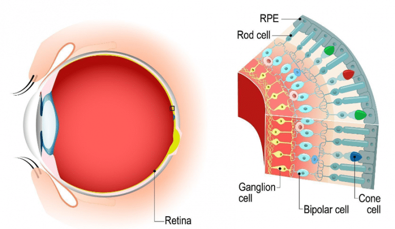 Red Dot vs Green Dot Sights: Key Differences Explained